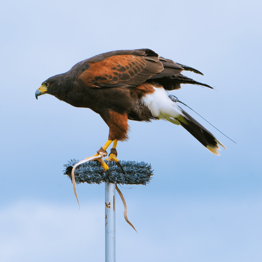 Mercer Falconry - Falconry Experiences Derbyshire